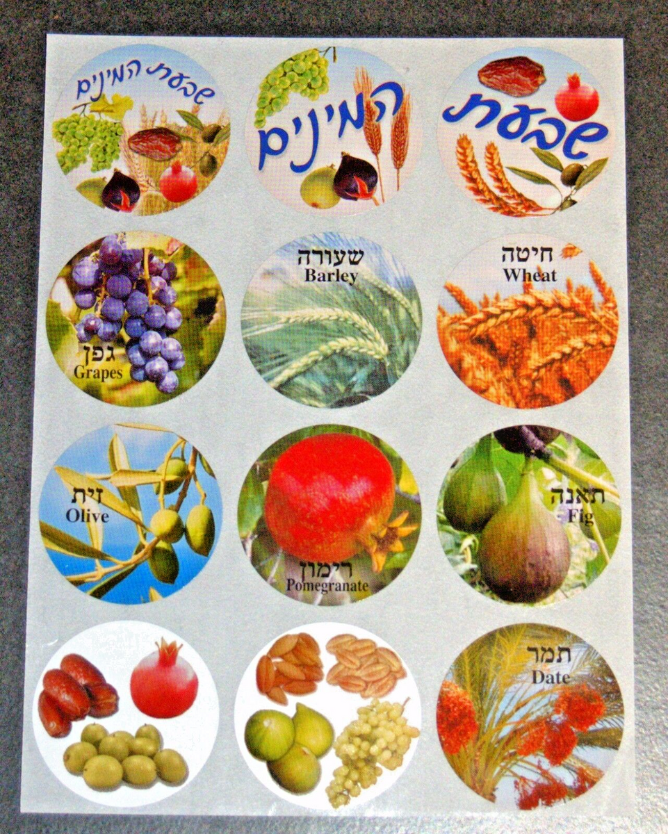 Judaica Hebrew 7 Seven Species 120 Stickers Children Teaching Aid Isra ...